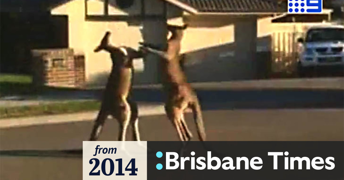 Video: 'Killer skippy' attacks nurse